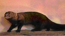 TYLERFARM HOMESTEAD: A natural predator...........